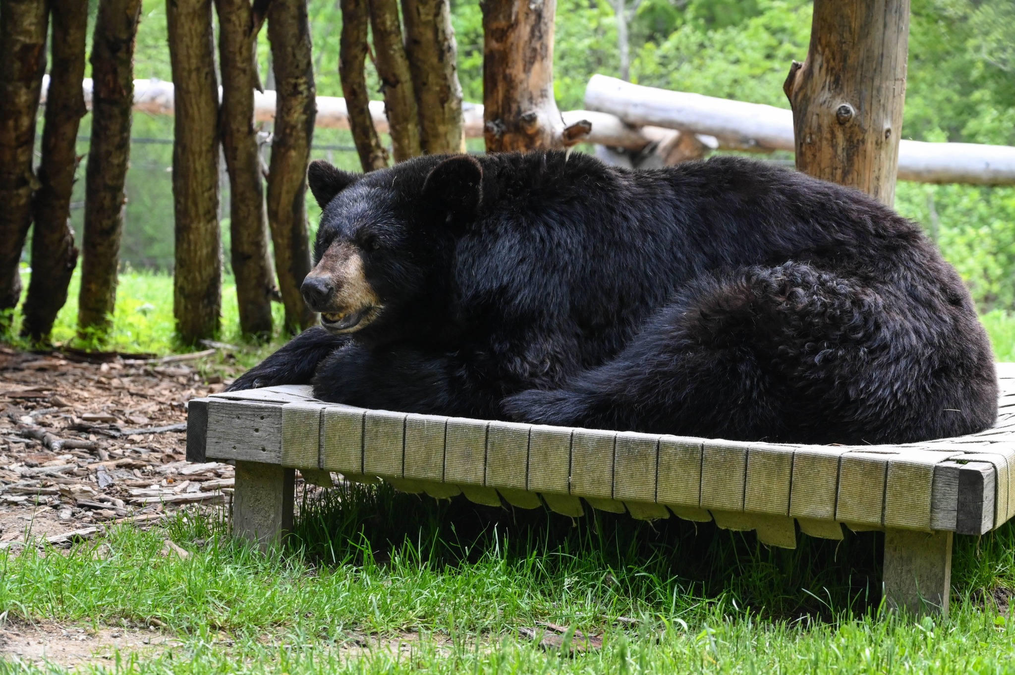 Popular Bear at Maine Wildlife Park Passes Away | Newsradio WGAN