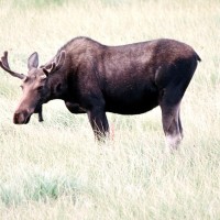 A Glimmer of Hope for Moose in Far Northern Maine | Newsradio WGAN