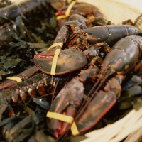 Lawsuit: Wholesale Owner Embezzled $1.5 Million in Lobsters | Newsradio ...