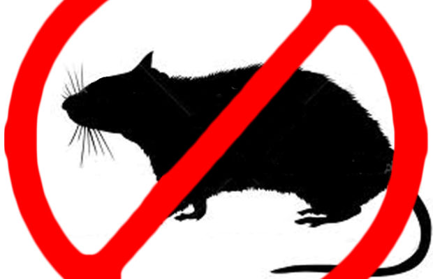 Rats running rampant in South Portland neighborhood | Newsradio WGAN