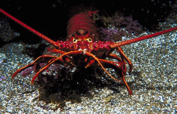 Lobster Shell Diseases Nudges up Slightly off of Maine | Newsradio WGAN
