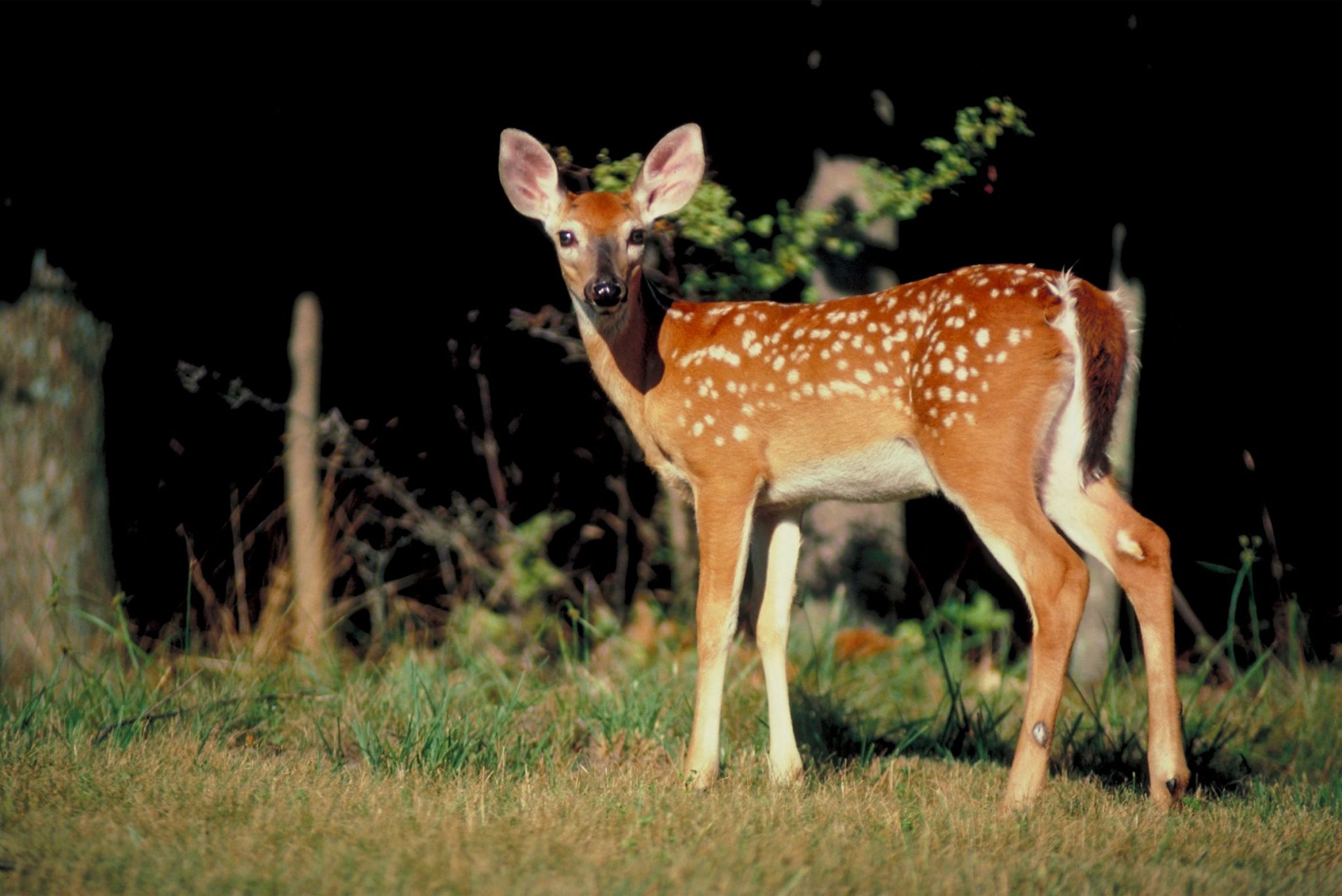 Rockland Police Deer-ly Confused After Thanksgiving Day Store Break-In ...