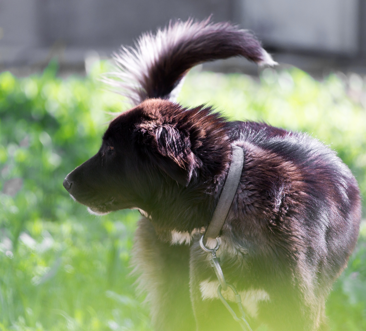 A Lost Dog s Journey Across The Canadian Border And Back Coast 93 1 a-lost-dog-s-journey-across-the-canadian-border-and-back-coast-93-1