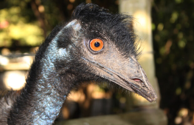 Escaped emu corralled in cow pen in Washington County. | Newsradio WGAN