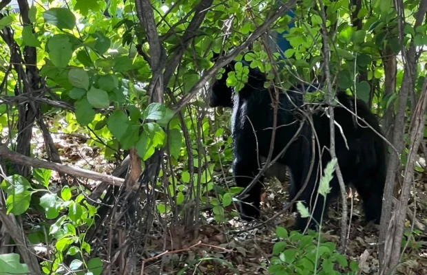 Black bear relocated after wandering through Portland’s Old Port ...